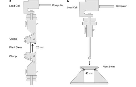 Schematic Drawing Of The Experimental Setup For The Tension And Cyclic Download Scientific