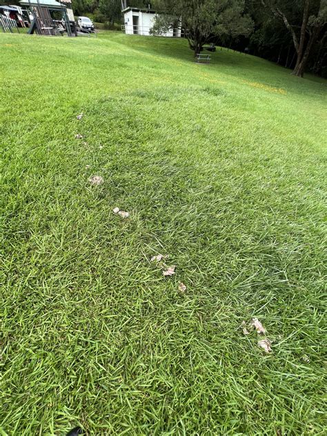 Mauve Magic Redux Paluma Our Village In The Mist