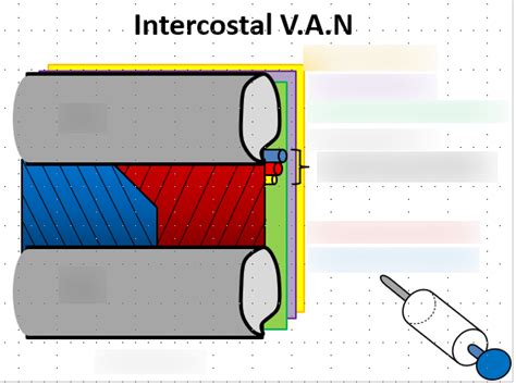 Intercostal Van Diagram Quizlet