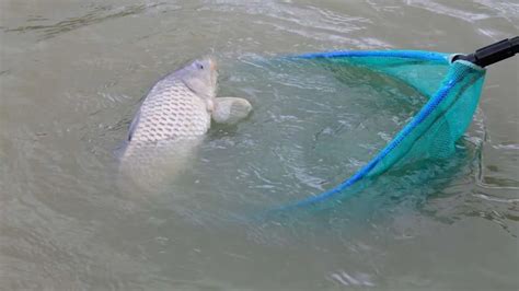 How To Float Fishing Sets For Beginners Amateur Angling