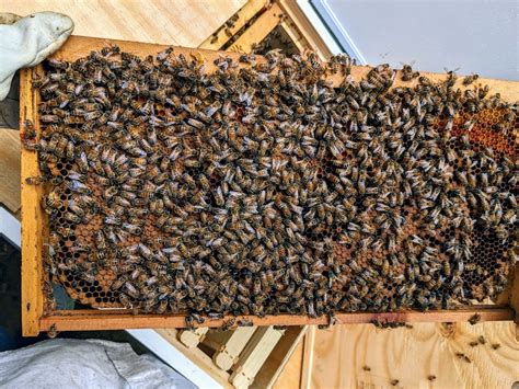 First Horizontal Hive Inspection Appalachian Ground