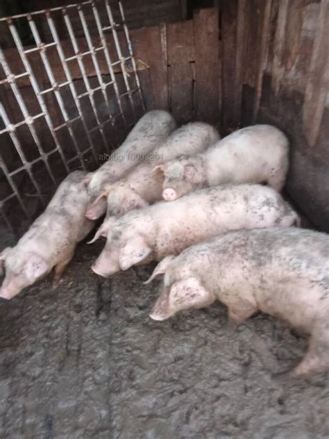 Продавам прасета Прасета Селскостопански животни Ахелой 60 килограмови прасета