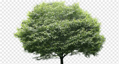 미국 서어 나무 Carpinus Betulus American Holly Tree Plant 참나무 잎 분기 목재 Png
