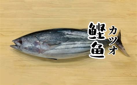 鲣鱼寿司 一粒沙白sushi 一粒沙白sushi 哔哩哔哩视频