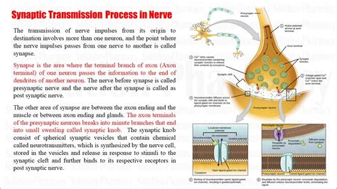 Nerve Impulse Synapse