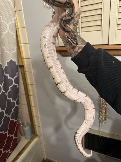 Worrisome Of My Ball Pythons Pink Belly Septicemia Burn He Just