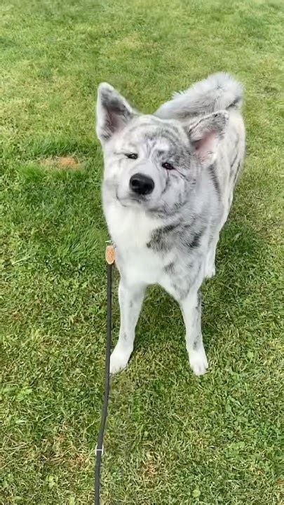 ძაღლების გამოფენა სომხეთში Youtube