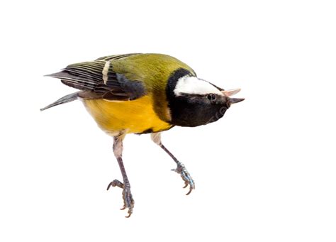 Parus Png Vectores Psd E Clipart Para Descarga Gratuita Pngtree