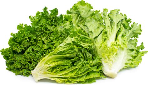 Green Leaf Lettuce Information Recipes And Facts