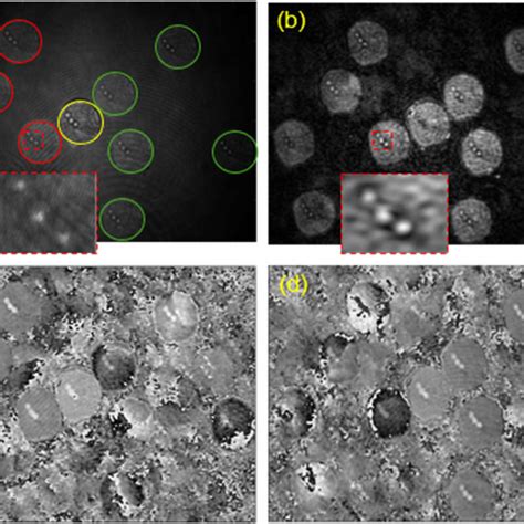 Recording And Processing Multiplexed Off Axis Coach Holograms Of A Download Scientific Diagram