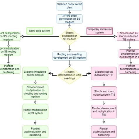 The Application Of Ss And Tis For Orchid Micropropagation Download