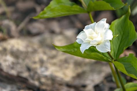 Premium Photo Trillium Largeflowered Sort Flore Pleno Trillium