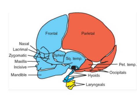 Skull And Cranial Cavity Flashcards Quizlet