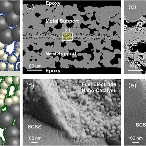 Cell Structure A Schematic Of The Ms‐soec Microstructure B Sem Download Scientific Diagram