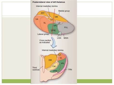 Thalamus Pptx Brain And Nervous System Disorders Diseases And