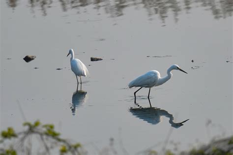 왜가리 강 조류 Pixabay의 무료 사진 Pixabay