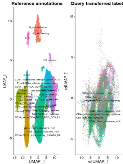 MapQuery Giving Unexpected Results Issue 4425 Satijalab Seurat GitHub
