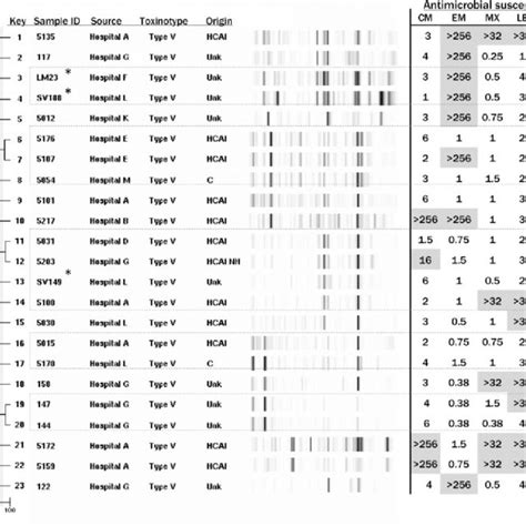 Rep Pcr Dendrogram Including Electropherograms Of All Isolates Of