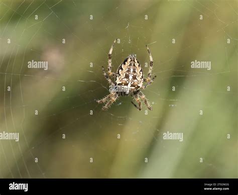 Araneus Diadematus Is Commonly Called The European Garden Spider Cross