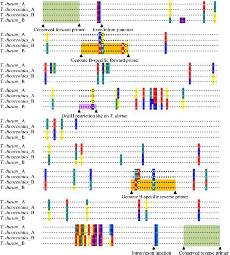 Sequence Alignment To Design A Cleaved Amplified Polymorphic Sequence Download Scientific