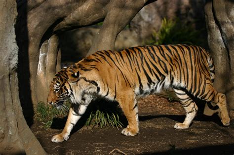 上野動物園のスマトラトラ 2000ピクセル以上のフリー写真素材集