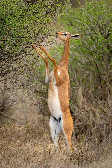 Premium Photo Gerenuk Eats From Bush On Hind Legs
