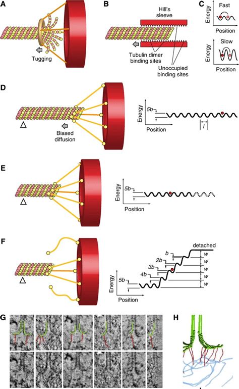 Biased Diffusion Binding Of Candidate Couplers To Microtubule Ends Can