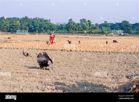 Indian Rural Girl Smiling And Enjoying Nature Freedom Concept Stock