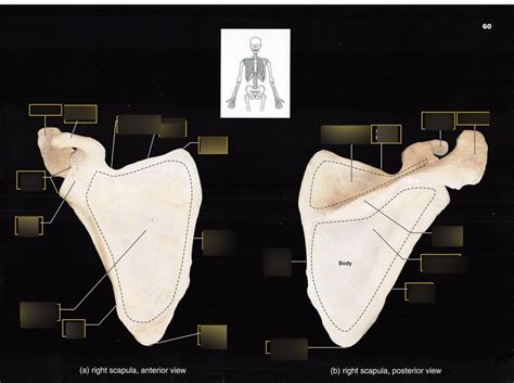 Anatomical Terms Related To The Scapula Flashcards Quizlet
