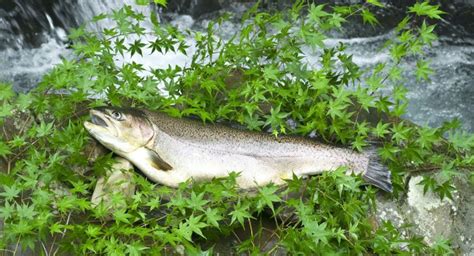 西米良サーモン 株式会社井戸内養魚場