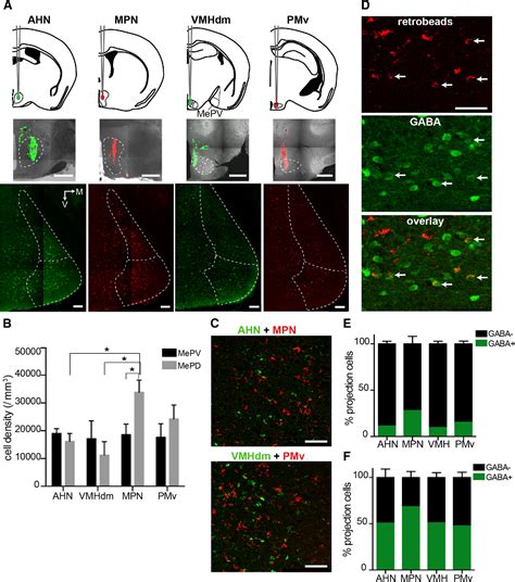 Figure 1 From Functional Properties And Projections Of Neurons In The