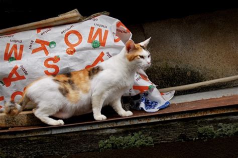 Stray “mike ” By Niko Leitz （id：11962248） 写真共有サイト Photohito