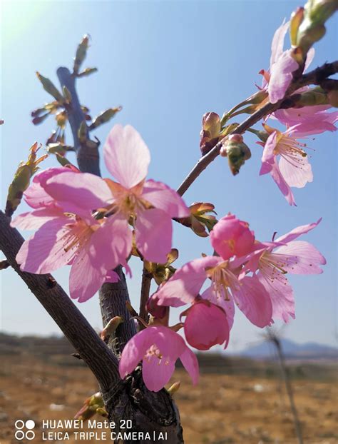 产品中心 龙柏苗小龙柏阳光樱高干晚樱高杆晚樱高杆染井吉野樱松月樱普贤象樱染井吉野樱高干早樱蓝冰柏一叶樱 产品中心 龙柏苗小龙柏阳光樱高干晚樱高杆晚樱高杆染井吉野樱松月樱普贤象樱染井吉野樱高干早樱蓝冰柏一叶樱