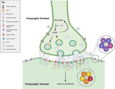 Gaba Receptor