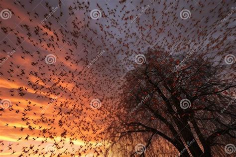 Locust Swarm Creating Abstract Patterns In The Sky Stock Illustration Illustration Of Plague