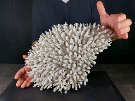 Acropora Polyp Coral Acropora Latistella 28 5×19×39 Cm Cites Appendix Ii Annex B In