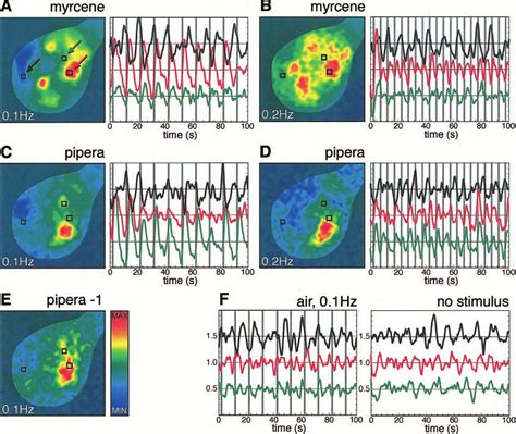 A±f Glomerular Calcium Responses To Periodic Plant Odour Stimulation In Download Scientific