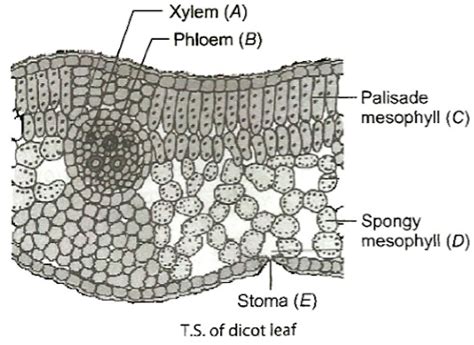 In The Given Ts Dicot Leaf Identify A To E And Choose The Correct Option