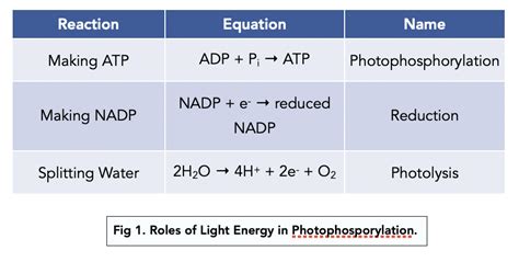 Light Dependent Reaction Equation