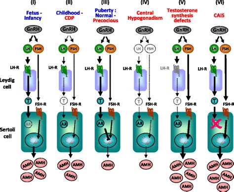 Regulation Of Testicular Amh Production By Fsh And Testosterone In