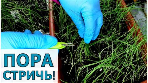 Обрезка и подкормка лука из семян. Пять правильных действий - YouTube