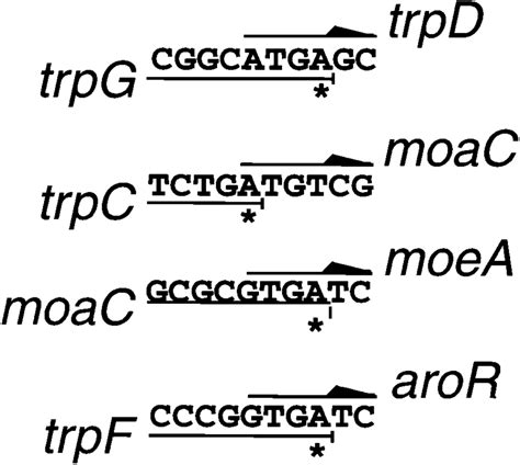Overlapping Start And Stop Codons The Overlapping Start And Stop Download Scientific Diagram