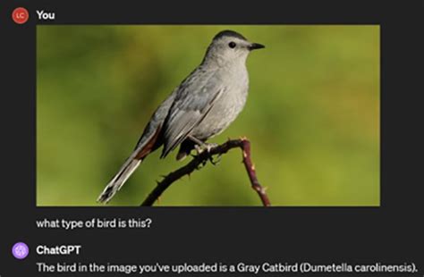 Compare Large Language Models Vs Generative AI TechTarget