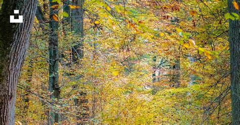 숲을 통과하는 길 사진 Unsplash의 무료 이미지