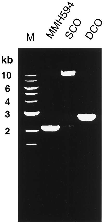 Role Of Enterococcus Faecalis Surface Protein Esp In The Pathogenesis Of Ascending Urinary Tract