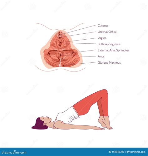 Exercises To Strengthen The Muscles Of The Vagina And Pelvic Floor Muscles Stock Vector