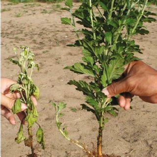 Babe Dead And Wilting Chrysanthemum Plants In Situ Affected By Download Scientific Diagram