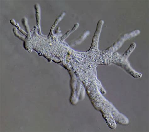 Amoeboid Steps Lab Fab