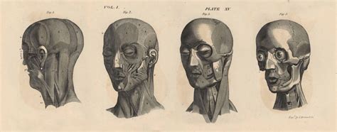Paul Ekman Facial Action Coding System Index Grafik