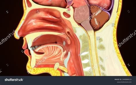 Anatomy Oral Cavity Pharynx 3d Illustrator Stock Illustration